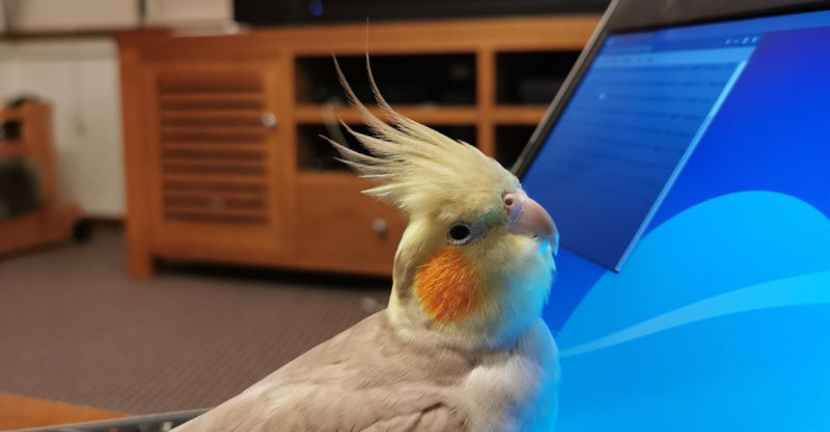 19 Ideal Companion Birds for People Who Work From Home - Exploring Animals