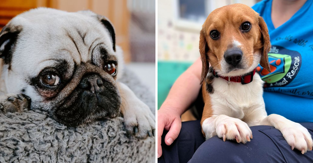 19 Rescue Dog Breeds That Are Forever Grateful for a Second Chance ...