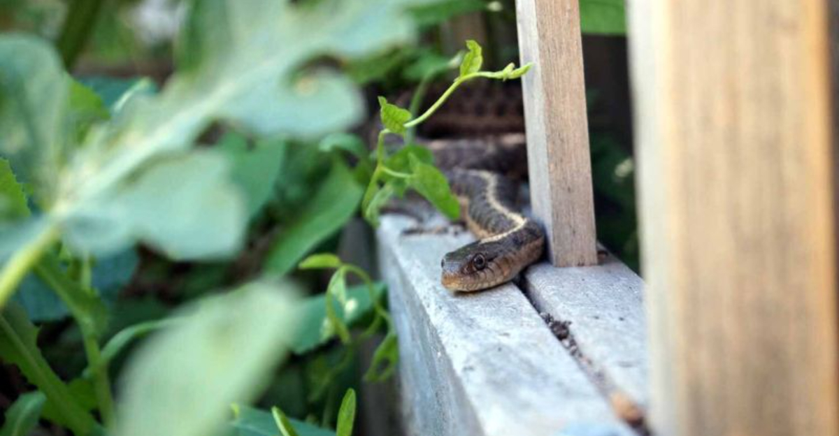 19 Things That Are Attracting Snakes To Your Yard - Exploring Animals