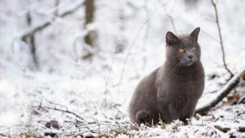 19 Toughest Cat Breeds That Can Survive Anything - Exploring Animals