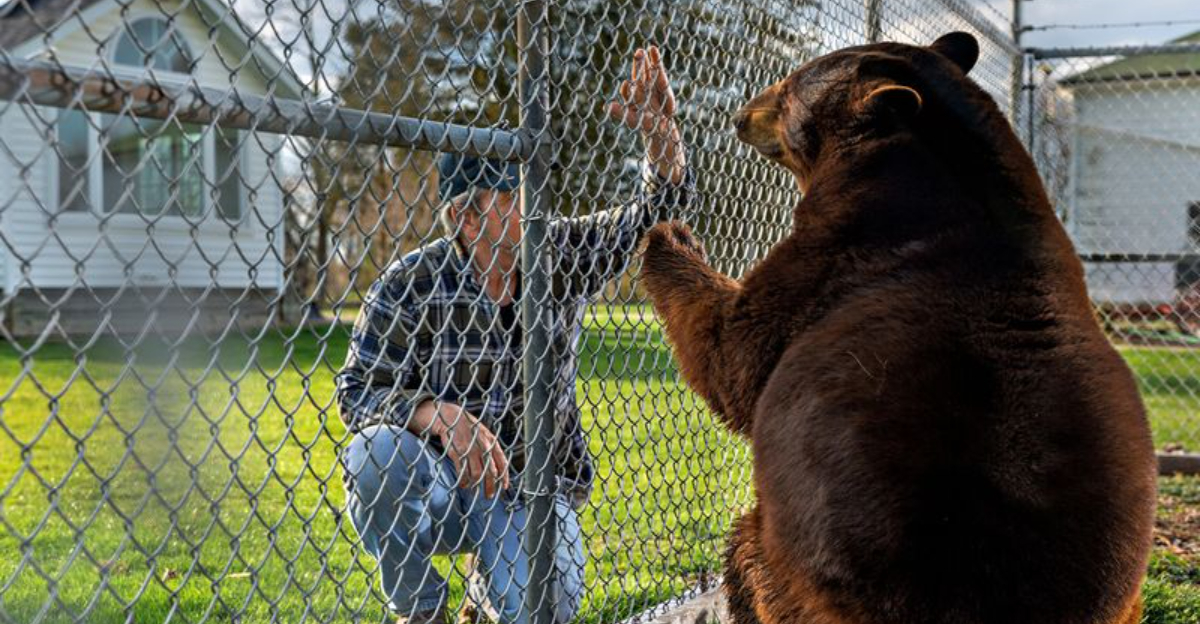 19 Wild Animals That People Wrongly Believe Can Be Tamed Into Pets ...