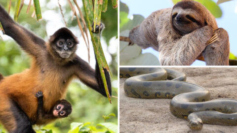 20 Amazon Rainforest Animals That Could Disappear Forever - Exploring ...