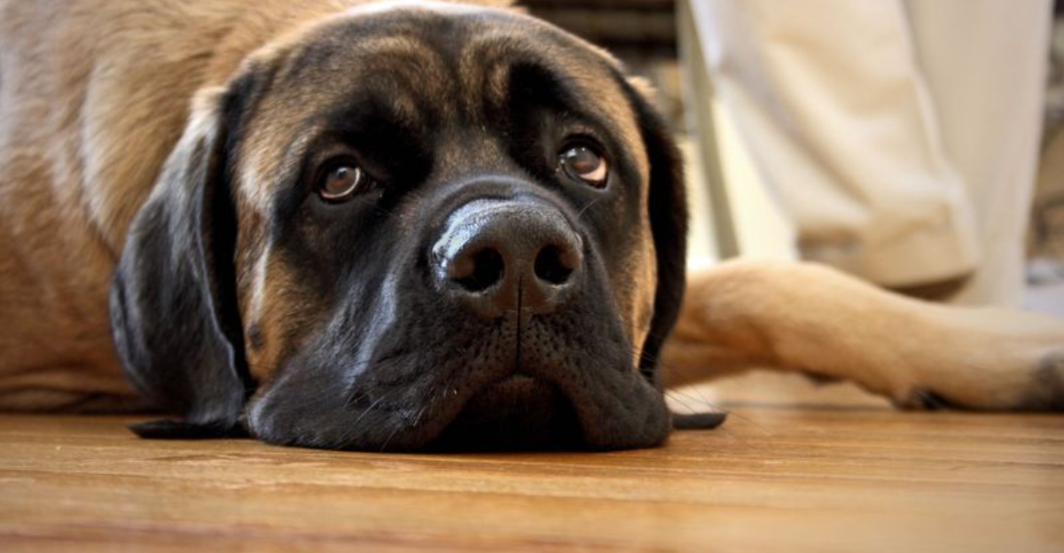 20 Best Dog Breeds For People Who Just Want A Calm Companion ...