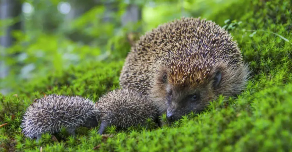 20 Creatures You’re Legally Forbidden To Remove From Your Home And ...