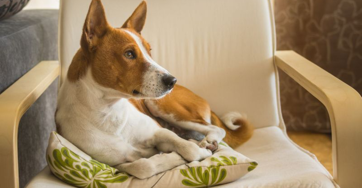 20 Dog Breeds That Act Like Cats - Exploring Animals