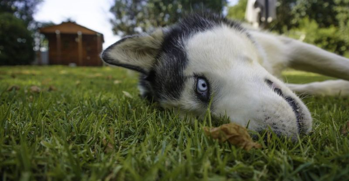 20 Dog Breeds That Refuse to Listen No Matter What You Do - Exploring ...