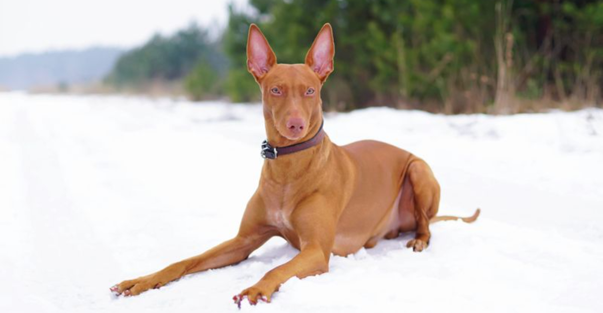 20 Dog Breeds With Surprising Origins - Exploring Animals