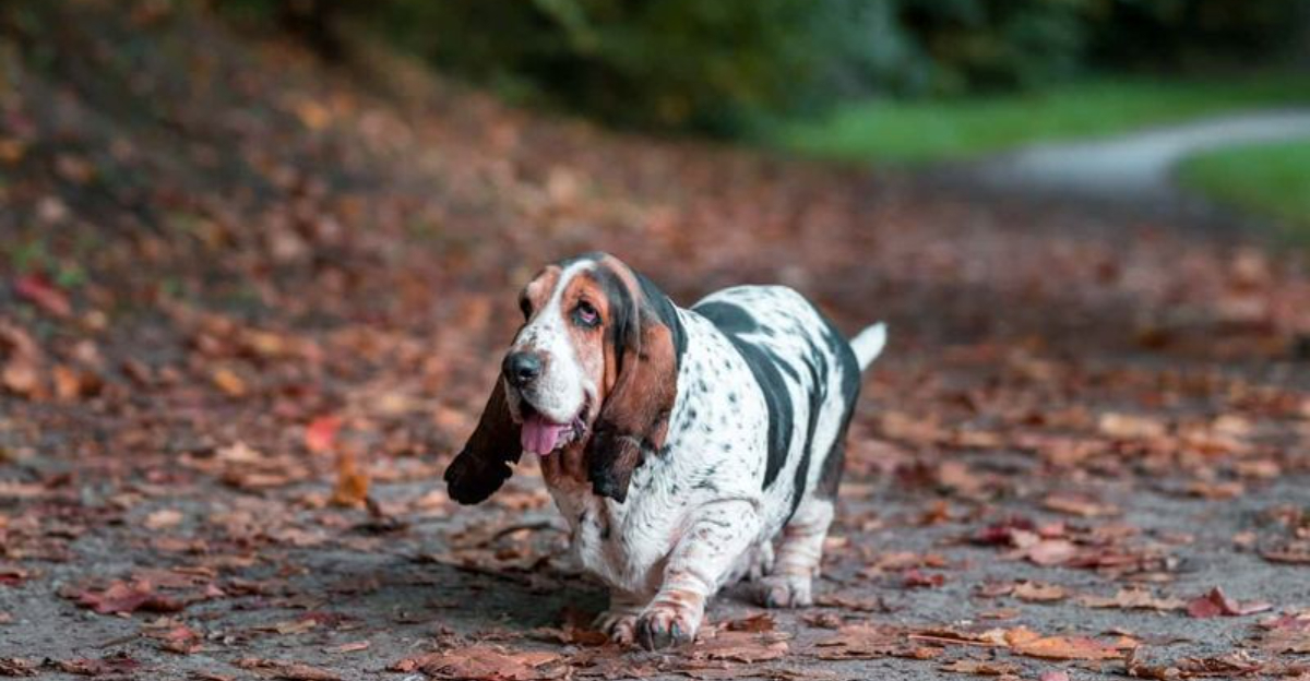 20 Dogs With the Shortest Lifespans and Common Health Issues for Each ...