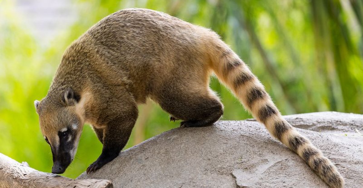 20 Fascinating Creatures You Can Find in the American Southwest ...