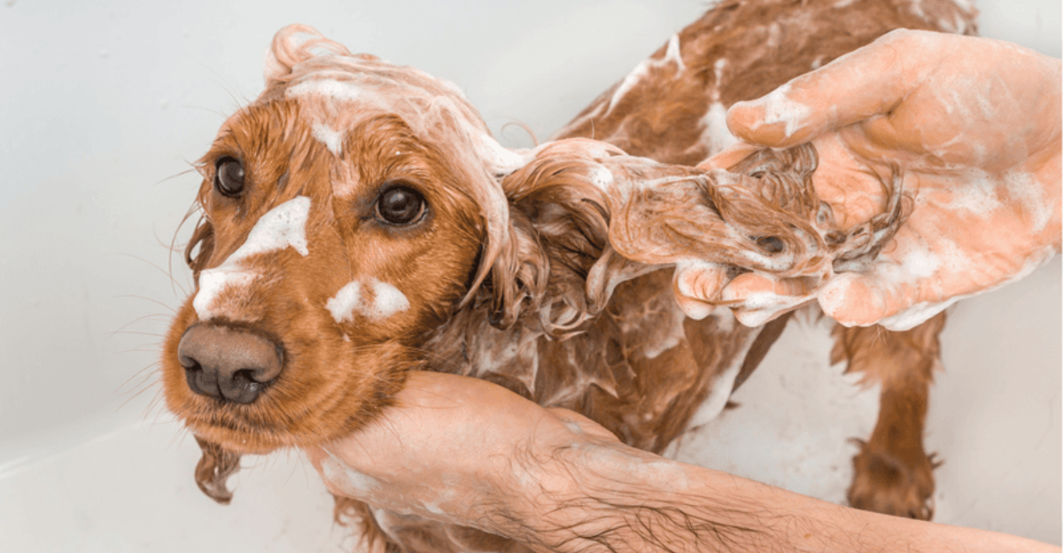 20 Simple Things You Can Do Today to Make Your Dog’s Life Better ...