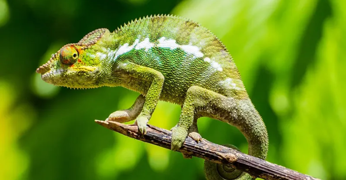 20 Stunning Animals That Hide In Plain Sight - Exploring Animals