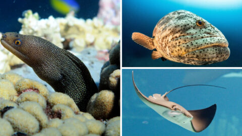 20 Terrifying Sea Creatures That Lurk Near Florida’s Beaches ...