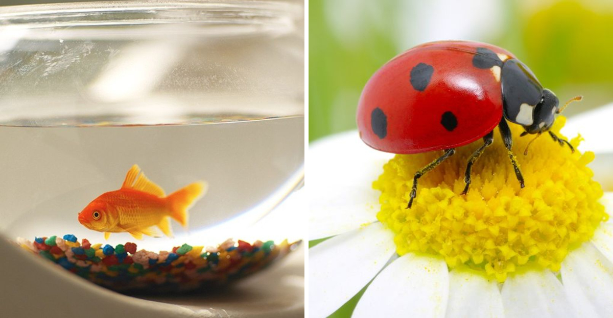 21 Animals That Are Considered Good Luck Around the World - Exploring ...