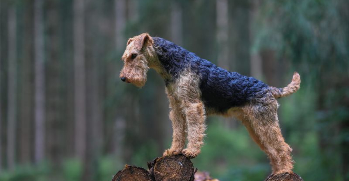 21 Dog Breeds That Could Survive in the Wild - Exploring Animals