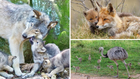 21 Extraordinary Animal Fathers in the Wild (Who Step Up for Their ...