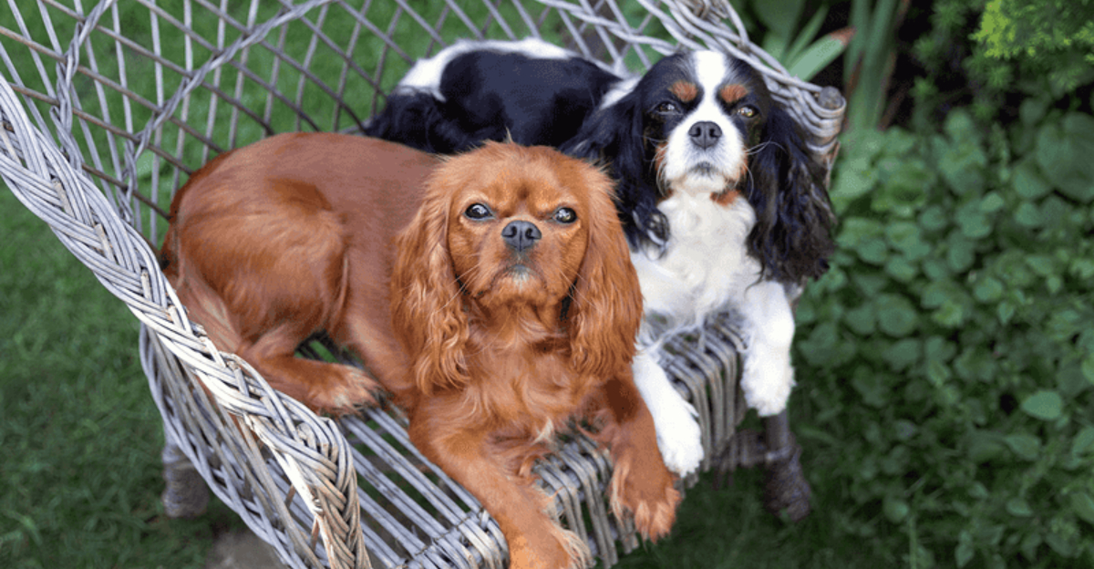 21 Most Social Dog Breeds That Love Making New Friends - Exploring Animals