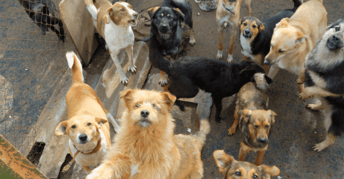 21 Simple Acts of Kindness to Help Stray Animals in Your Community ...