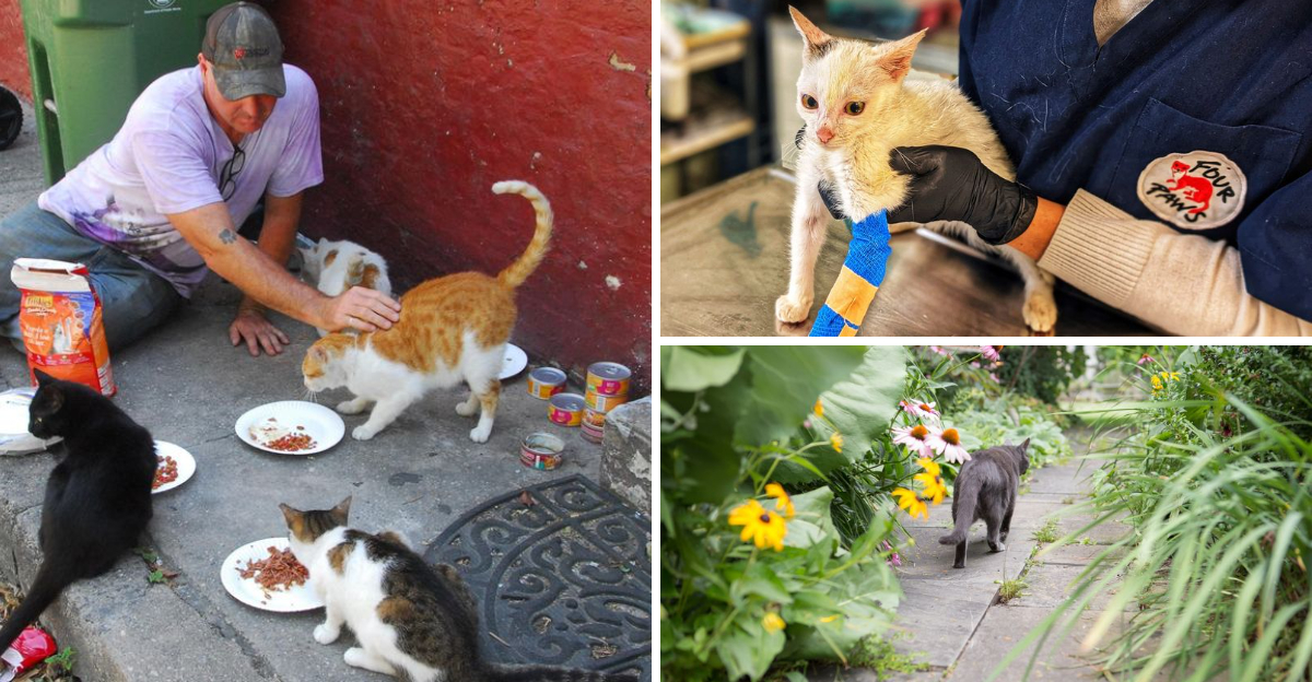 21 Ways to Help a Stray Cat Without Bringing Them Indoors - Exploring Animals