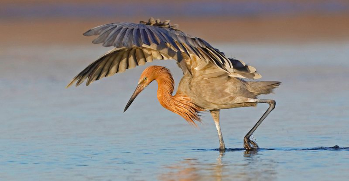 21 Wild Creatures You Might Meet on the Great Florida Birding ...