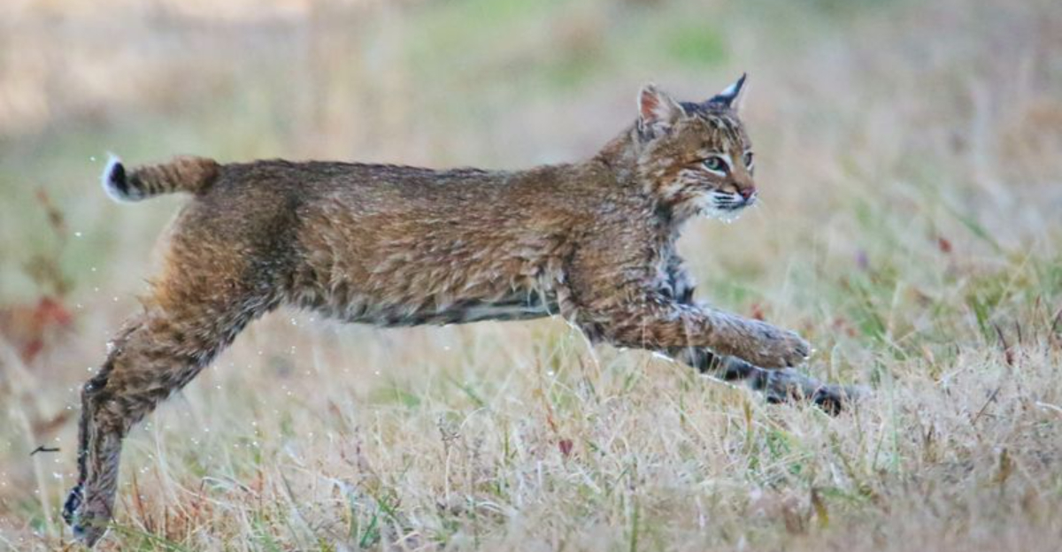 22 Animals You Might Spot in Indiana (If You Know Where to Look ...