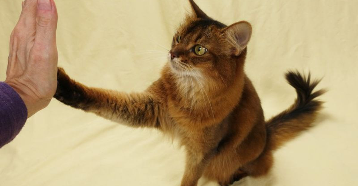 22 Cool Tricks to Teach Your Cat (Even If They’re Stubborn) - Exploring ...