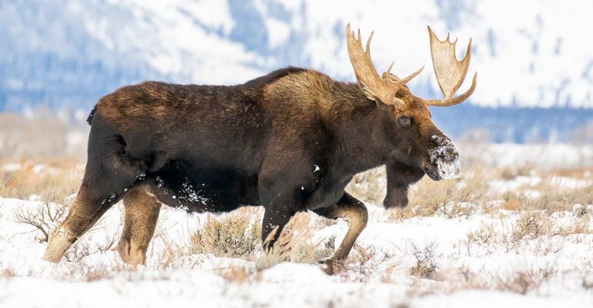22 Iconic Animals That Make Wyoming a True Wildlife Haven - Exploring ...