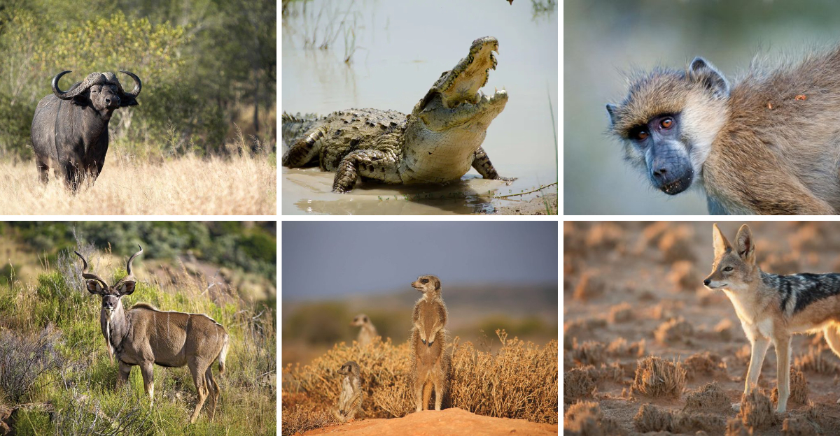 22 Majestic Animals of the African Savanna and Their Survival Stories ...