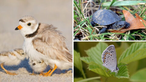 22 Most Endangered Animals in Massachusetts - Exploring Animals