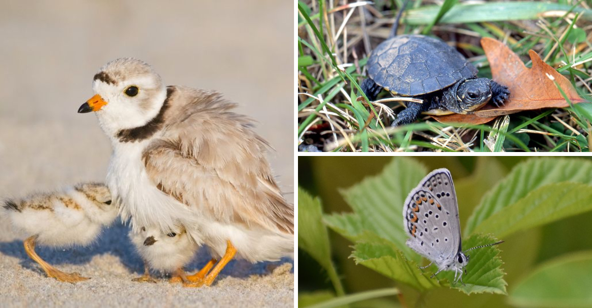 22 Most Endangered Animals in Massachusetts - Exploring Animals