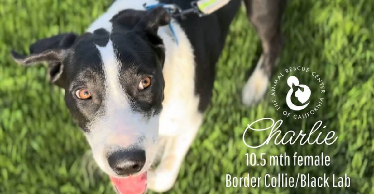 22 Perfect Rescue Dogs That Thrive in Multi-Dog Homes and Are Waiting ...