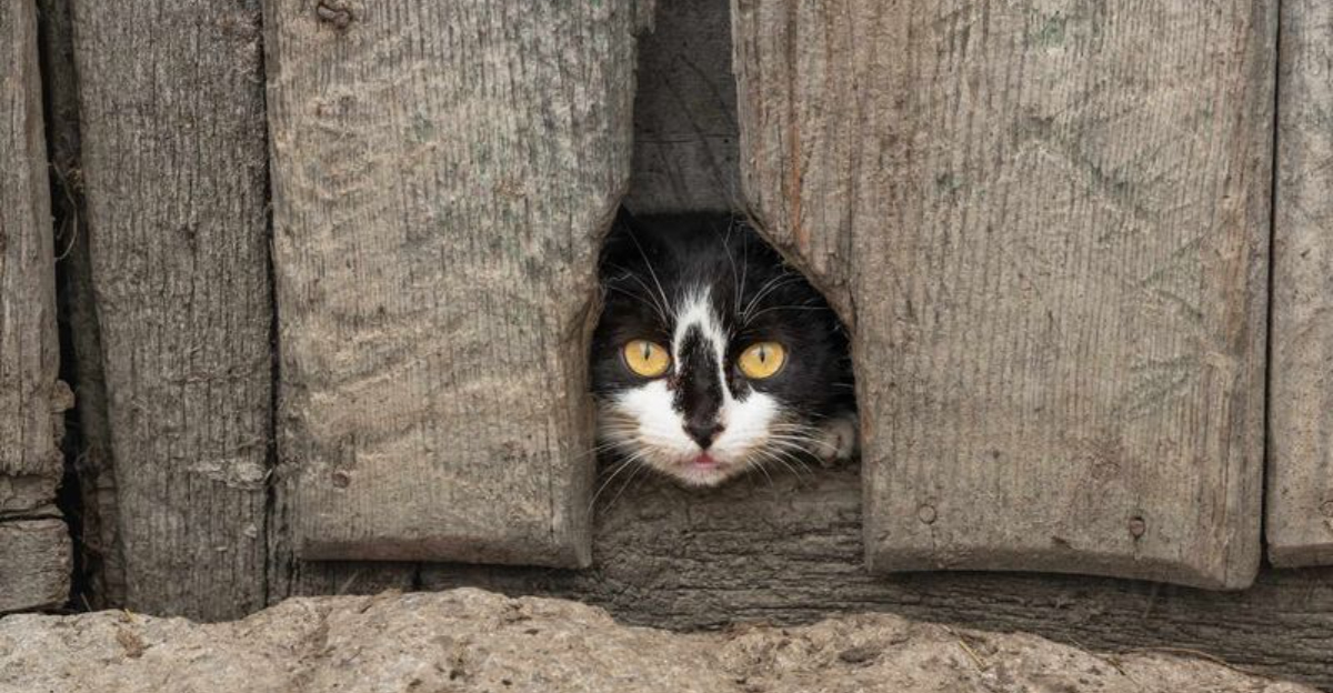 21 Reasons Why Cats Are the Perfect Pets - Exploring Animals