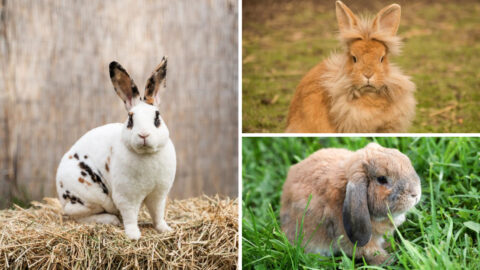 23 Rabbit Breeds That Stand Out for Their Looks and Personality ...