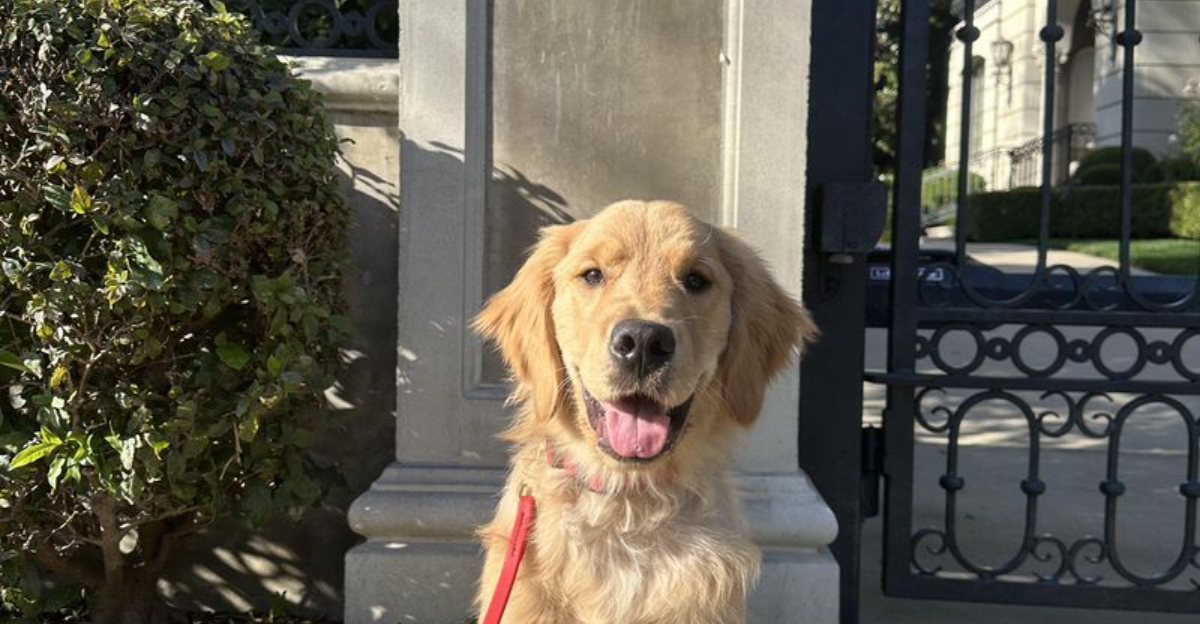 23 Worst Dog Breeds If You Are Looking for a Guard Dog - Exploring Animals