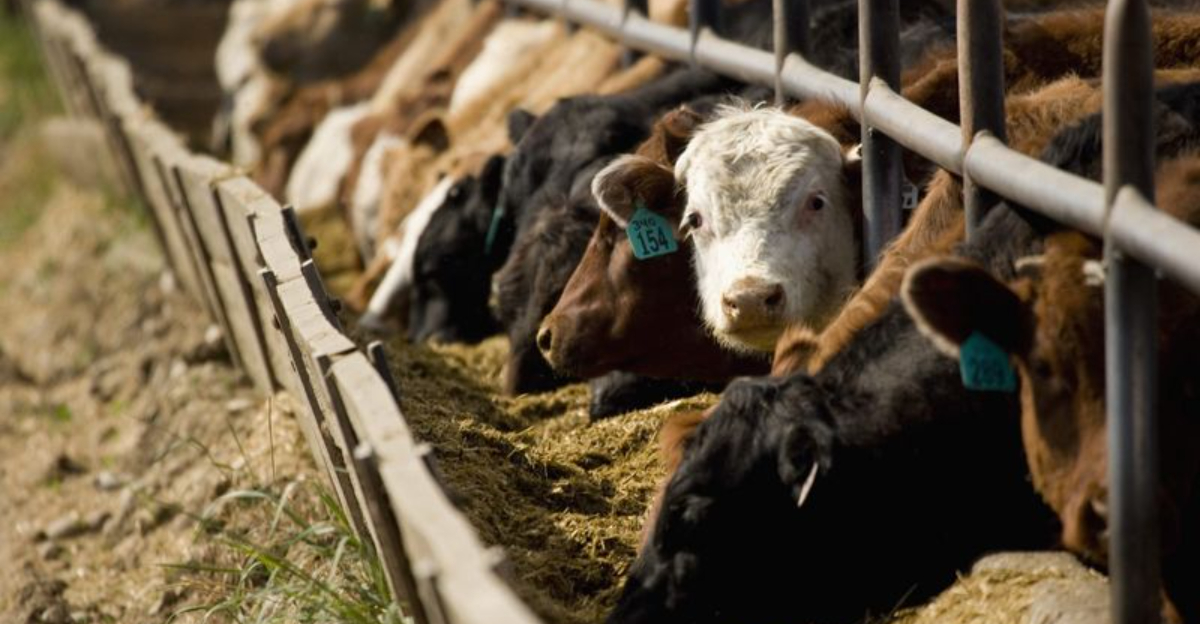 24 Farm Animals That Aren’t as Low-Maintenance as They Look - Exploring ...