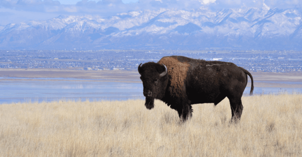 24 Most Popular Animals That Perfectly Represent Life in Utah ...