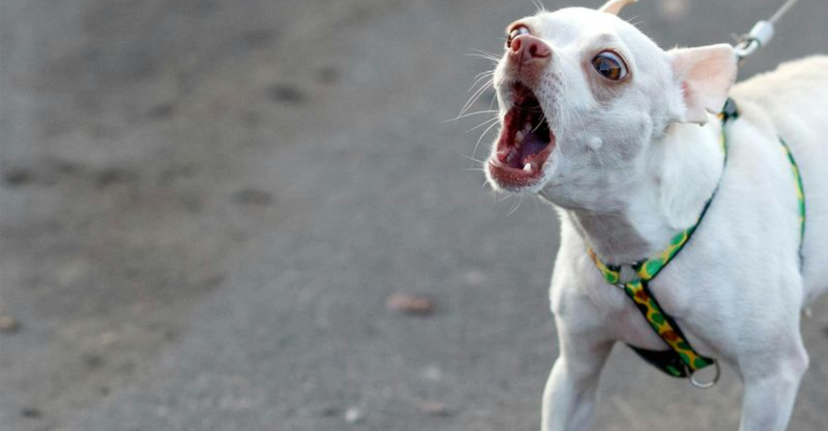 24 Yappy Dogs Breeds That Can Not Be Left Alone - Exploring Animals