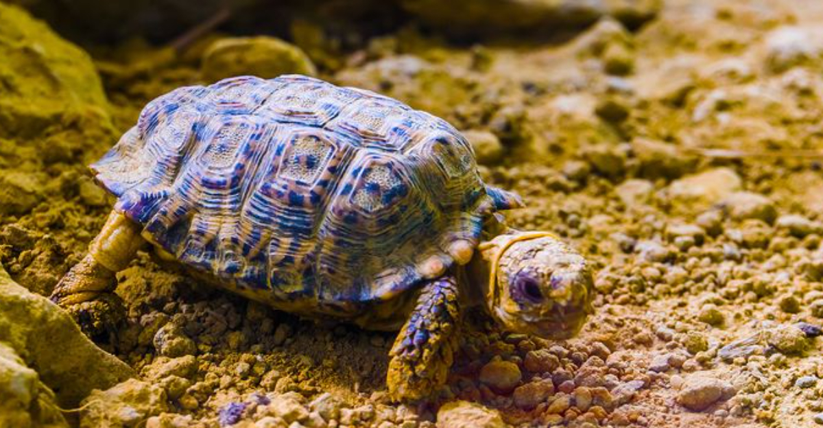 24 of the World’s Smallest Animals That Are Cute as a Button ...