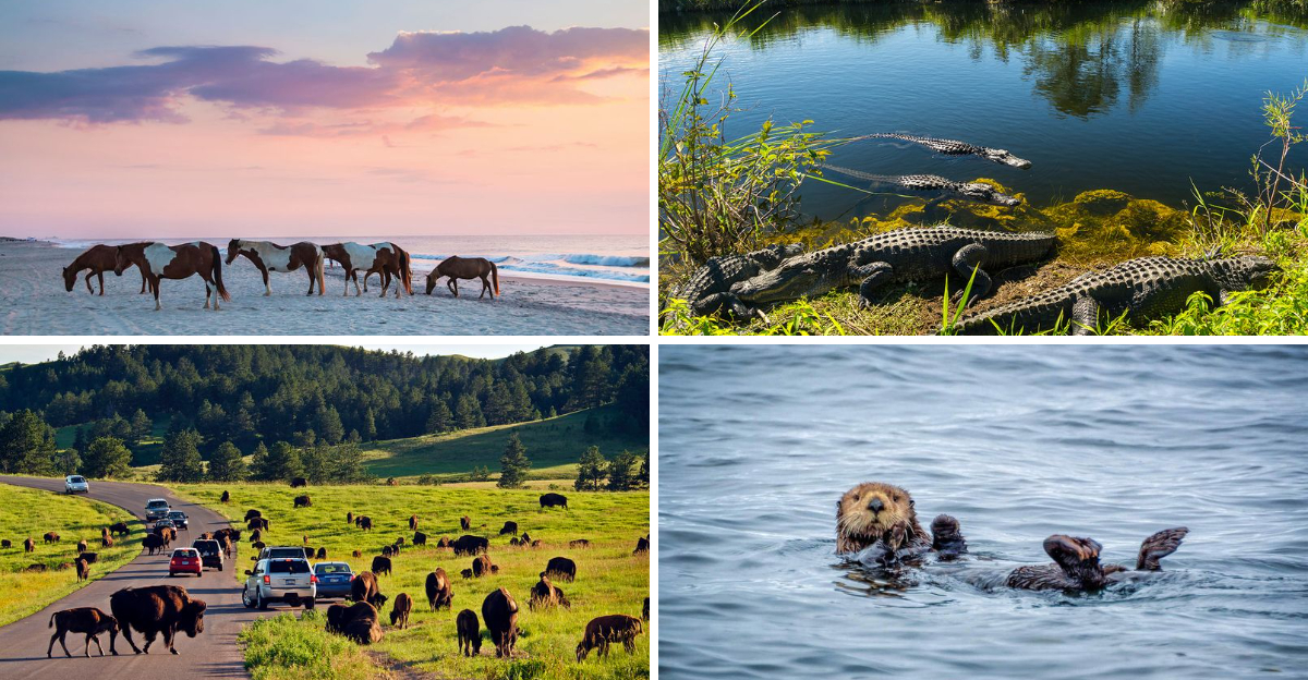 25 Animal-Themed Road Trips In the US Every Wildlife Lover Should Take ...