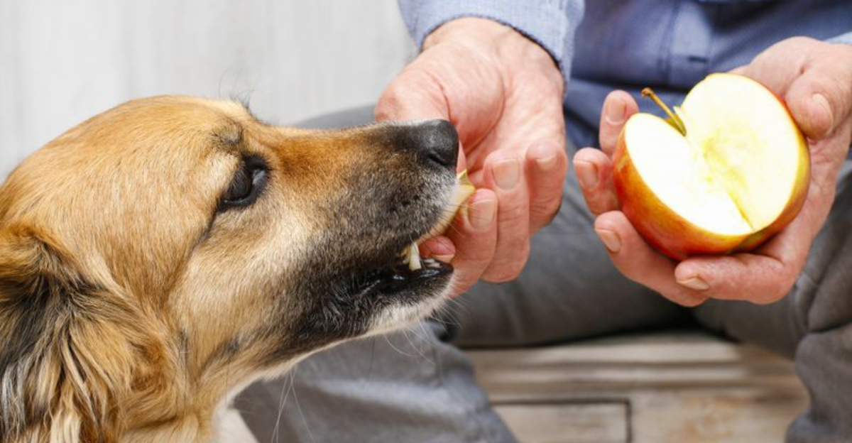 25 Delicious and Dog-Friendly Foods You Can Feel Good About Sharing ...