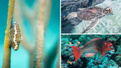 25 Exotic and Native Wildlife Species That Roam Hawaii’s Land and Sea ...