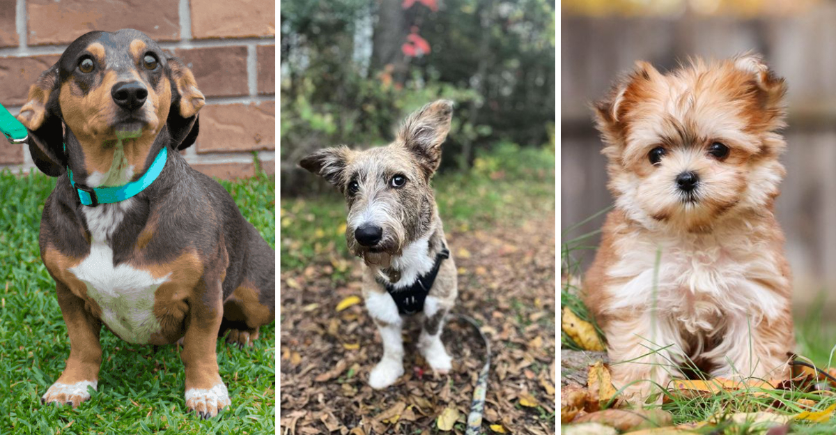 24 Hybrid Dogs Scientifically Designed For Cuteness - Exploring Animals