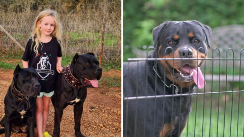 25 Most Protective Dog Breeds That Take Guard Duty Seriously ...