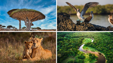 25 of the World’s Best Bucket-List Wildlife Destinations - Exploring ...