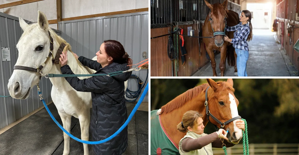 26 Horse Care Secrets That Every Owner Should Follow - Exploring Animals