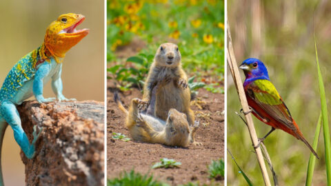 26 Iconic Oklahoma Wildlife Species That Showcase the State’s Natural ...