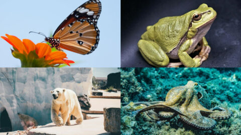 28 Incredible Transformations: Animal Metamorphosis and Life Cycles ...