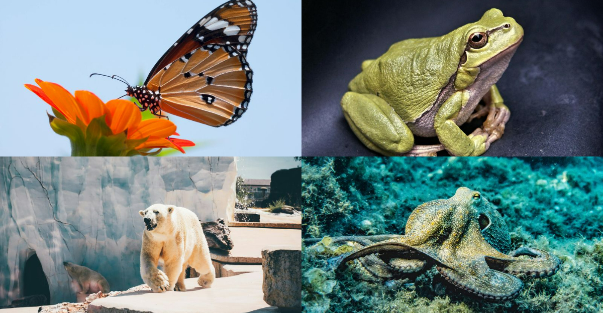 28 Incredible Transformations: Animal Metamorphosis and Life Cycles ...