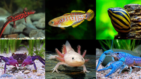 26 Best Aquarium Pets That Aren’t Fish - Exploring Animals