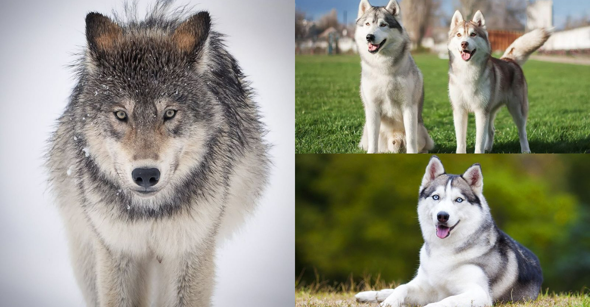 The 12 Biggest Differences Between Wolves and Huskies Explained - Exploring Animals