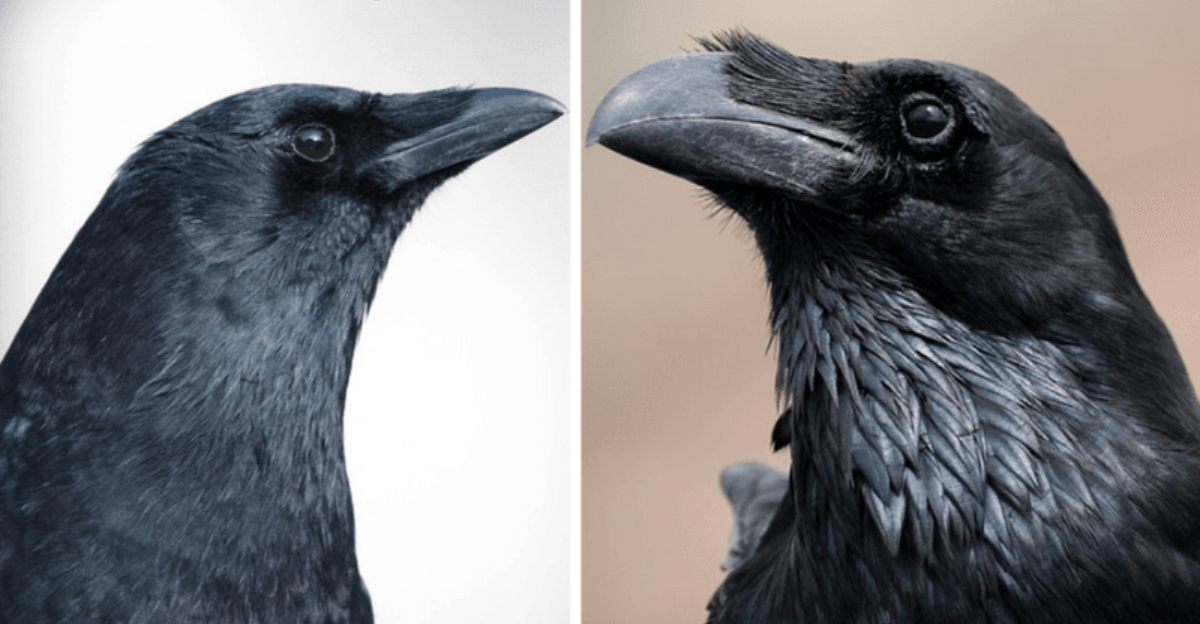 Crow vs. Raven: 14 Clear Signs to Spot the Difference - Exploring Animals
